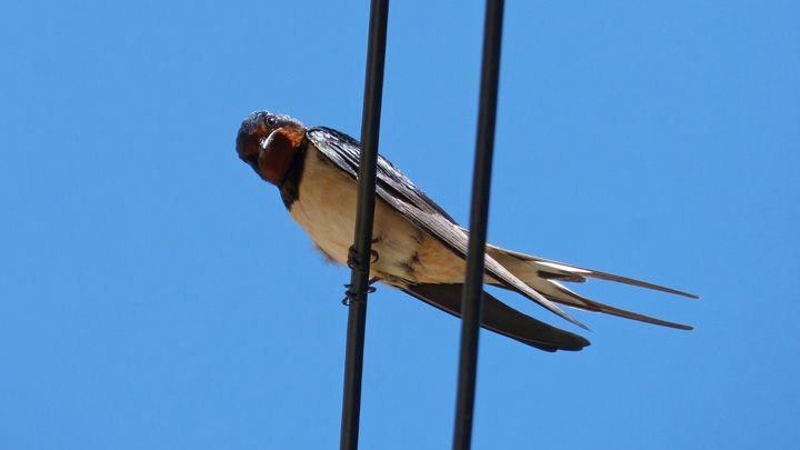 Γιατί πεθαίνουν τα χελιδόνια; - CROC.gr